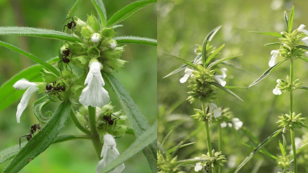 പുളകം കൊള്ളുക തുമ്പപ്പൂവേ പൂക്കളിൽ നീയേ ഭാഗ്യവതി...!; എന്തുകൊണ്ടാണ് ...