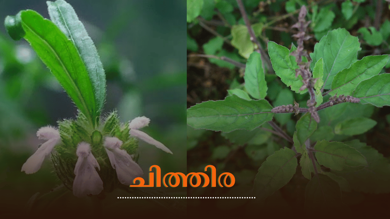 മോടിപിടിപ്പിക്കലിന് തുടക്കം...; ഓണത്തിന്റെ രണ്ടാം നാളായ ചിത്തര ...