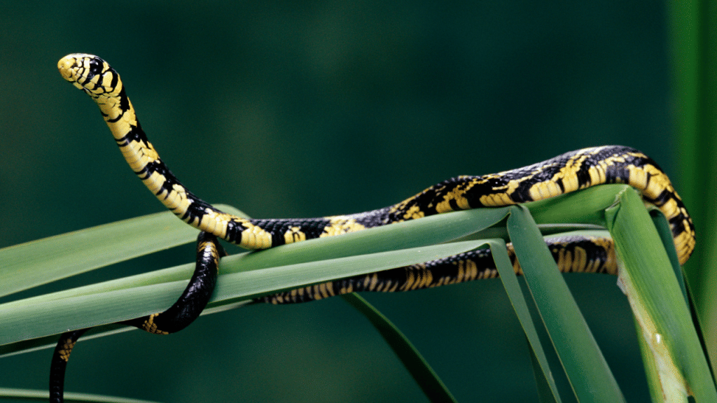 ഇല്ലിക്കാടുകളിൽ പാമ്പ് ഒളിഞ്ഞിരിപ്പുണ്ട്, പോവരുതേ.. എന്ന് മുതിർന്നവ ...